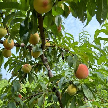 DEMAREST FARM - Updated October 2024 - 800 Photos & 340 Reviews - 244 ...