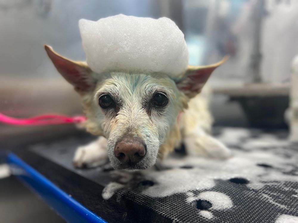 BARKBUS MOBILE DOG GROOMING - Updated March 2026 - 509 Photos & 508 ...