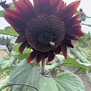 HANA FIELD BY TANAKA FARMS - Updated October 2025 - 505 Photos & 231 ...