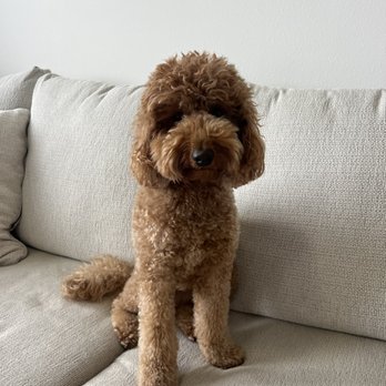 BUBBLY PAWS - Updated January 2026 - 44 Photos & 24 Reviews - 141 New ...