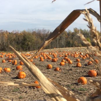 DIXIE ORCHARDS - Updated December 2025 - 53 Photos & 10 Reviews - 14309 ...