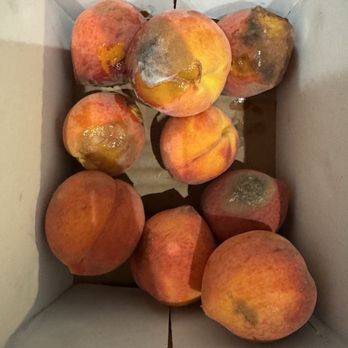 EFURD ORCHARDS - Updated December 2025 - 59 Photos & 37 Reviews - 4004 ...