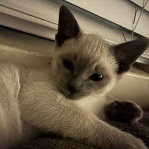 IB PET - 71 Photos & 89 Reviews - 600 Palm Ave, Imperial Beach, California - Pet Stores - Phone ...