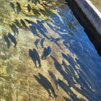 POWDER MILL FISH HATCHERY - Updated October 2025 - 51 Photos - 150 Park ...