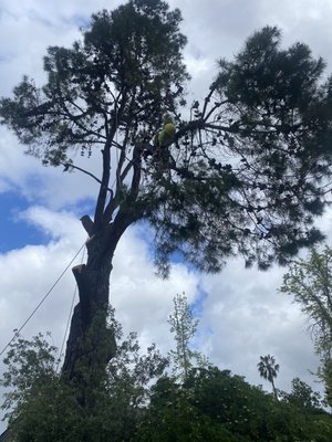 CARLO’S TREE SERVICE - Updated October 2025 - 130 Photos & 120 Reviews ...