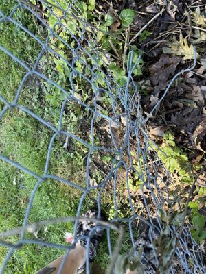 RED OAK TREE SERVICE - Updated January 2026 - 27 Photos & 22 Reviews ...