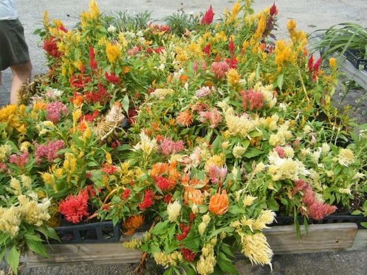 MORRIS FARM - Updated September 2025 - 23 Photos & 14 Reviews - 2779 ...