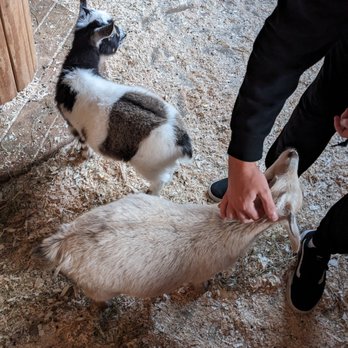 ROSE BRIDGE FARM & SANCTUARY - Updated June 2025 - 226 Photos & 81 ...