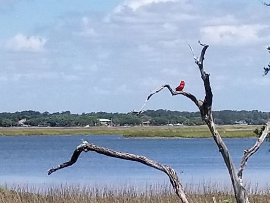 PINCKNEY ISLAND NATIONAL WILDLIFE REFUGE - Updated May 2025 - 158 ...