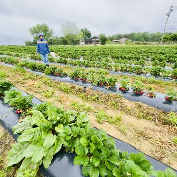 MILLER FARMS - Updated June 2025 - 300 Photos & 231 Reviews - 10140 ...