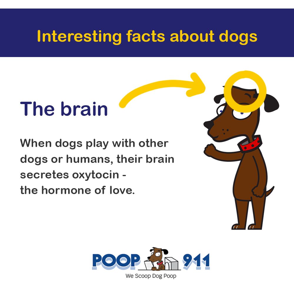 POOP 911 - Updated January 2025 - Request Information - 10 Photos ...