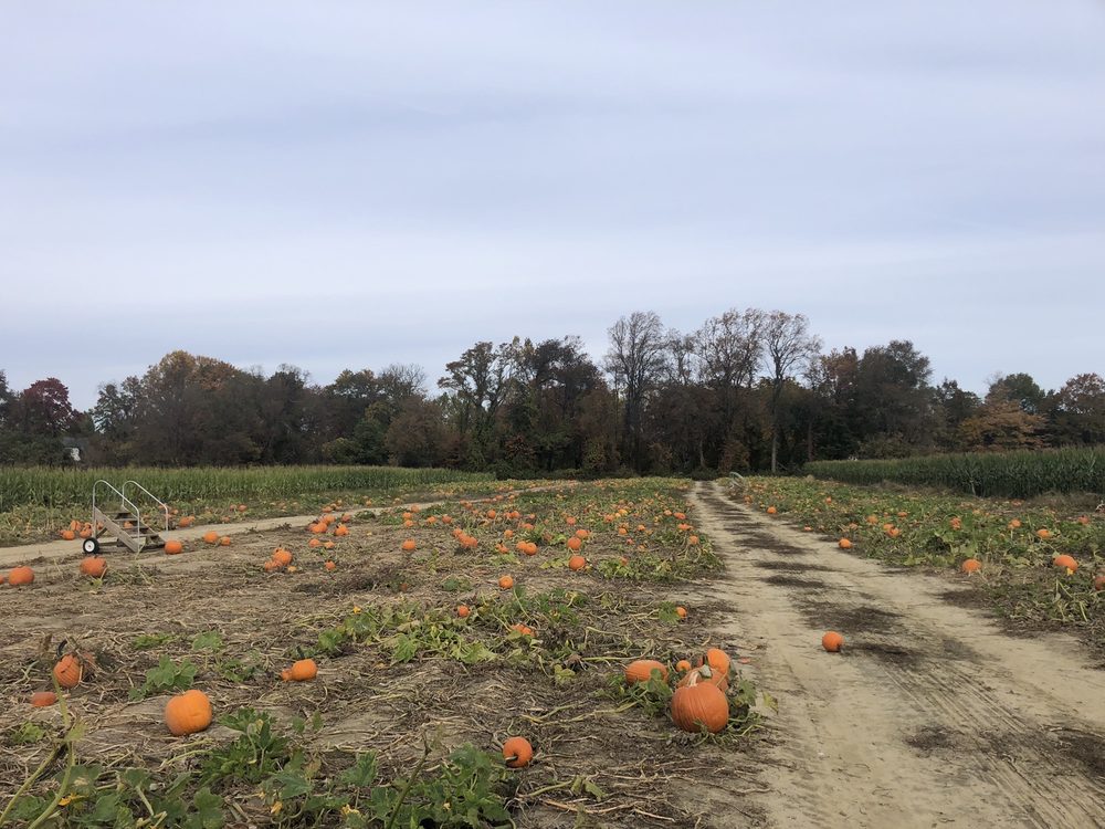 SPRINGDALE FARM MARKET - 34 Photos & 37 Reviews - 1638 S Springdale Rd ...