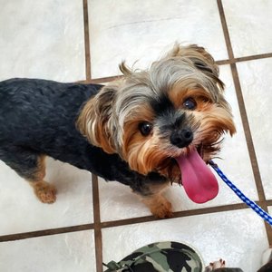 THE CHELSEA DOG - Updated October 2025 - 4515 Columbus Ave, Sandusky ...