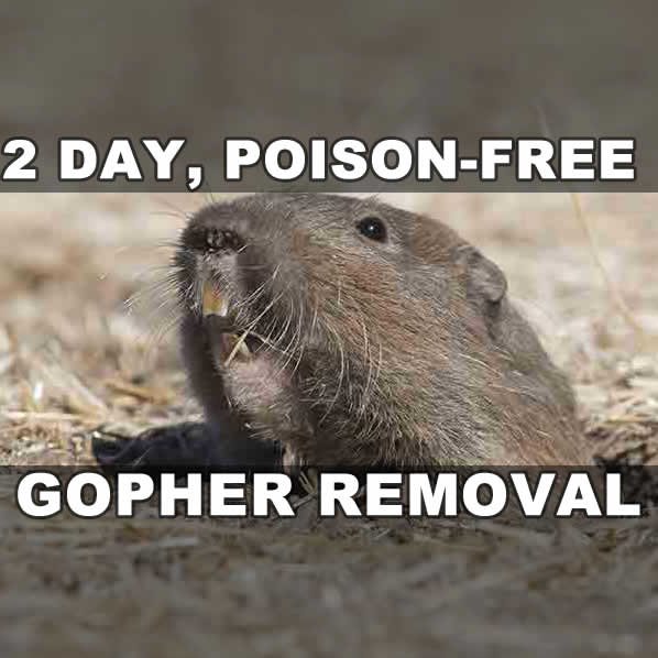 GOPHER STOP - Updated December 2025 - 173 Photos & 243 Reviews ...