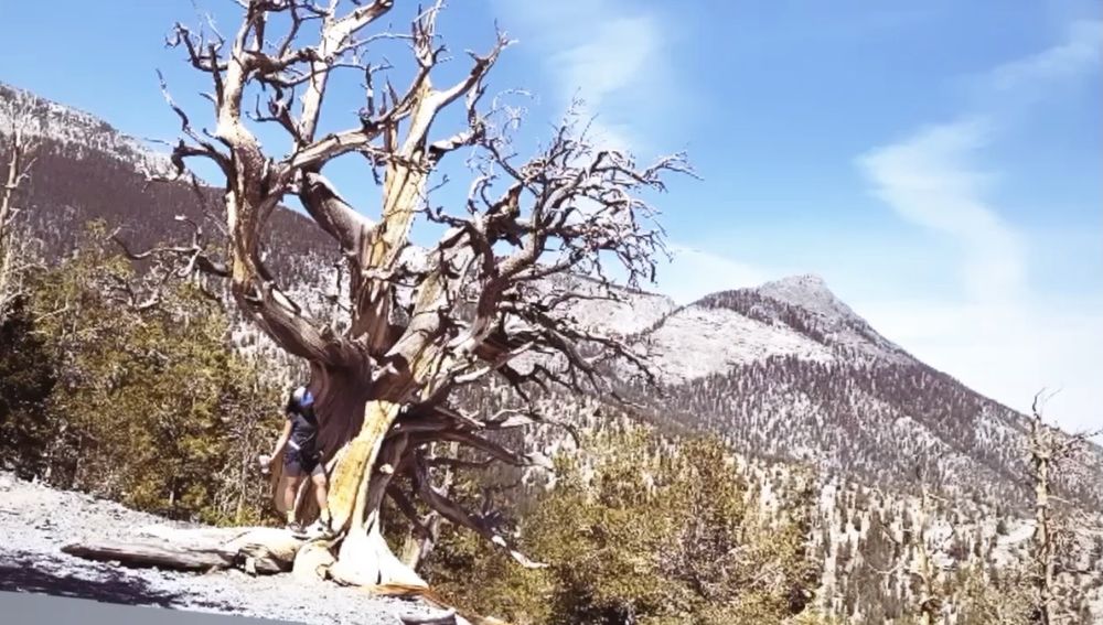 MUMMY SPRING TRAIL - North Loop Trl, Mount Charleston, Nevada - Hiking ...
