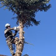 AFFORDABLE TREE AND SHRUB EXPERTS - 47 Photos & 36 Reviews - Colorado ...