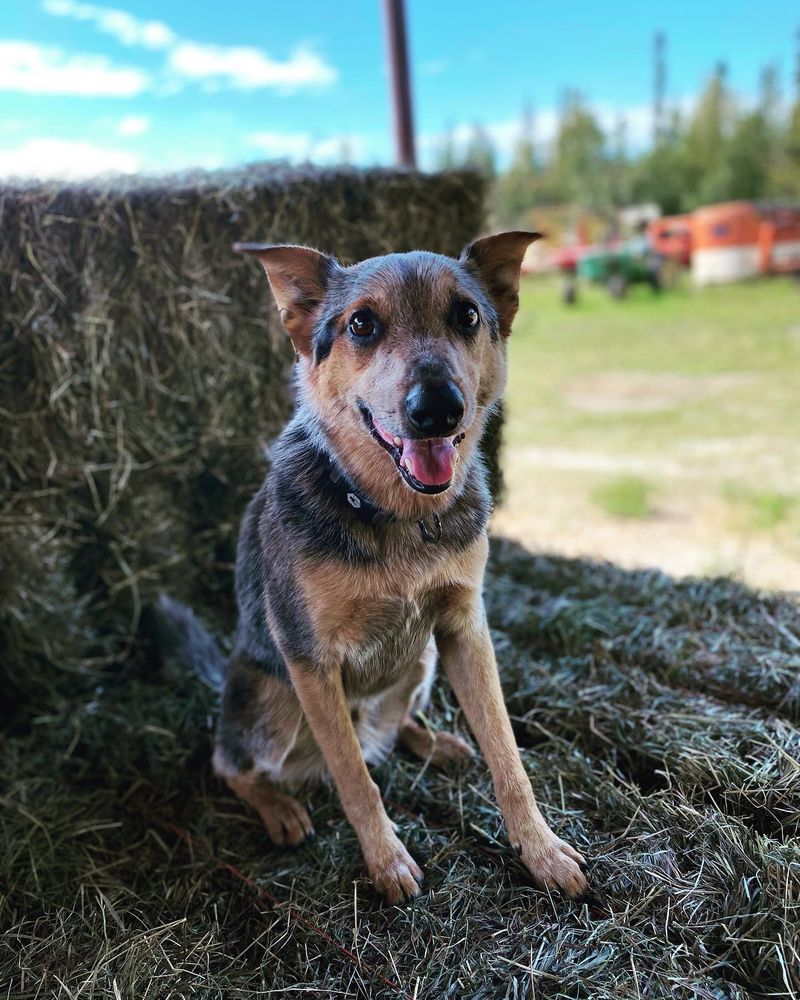 CATTAIL FARMS - Updated January 2025 - 15 Photos - 3875 Geist Rd ...