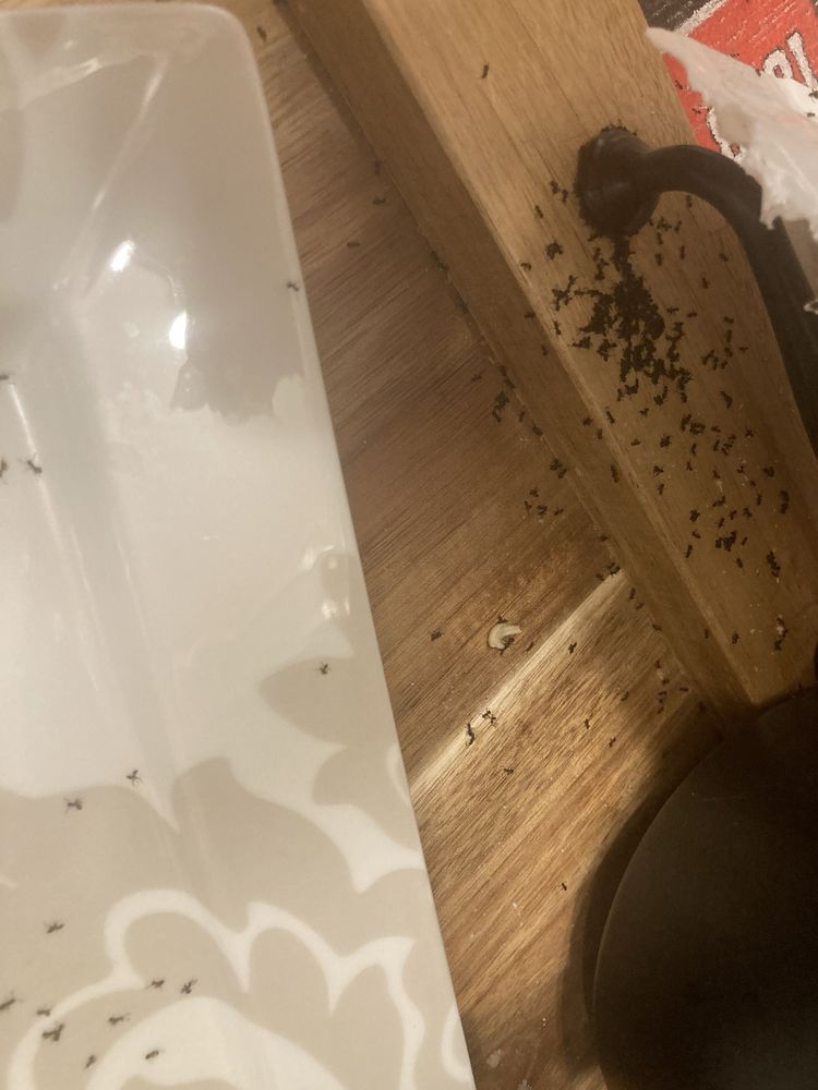 INSIGHT PEST CONTROL PORTLAND - Updated October 2024 - 56 Reviews ...