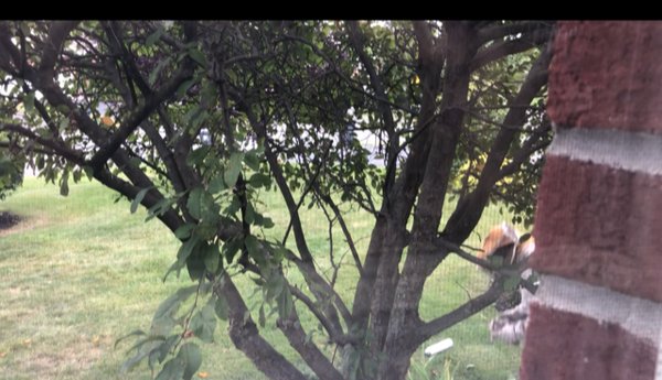 MEERKAT PEST CONTROL - Updated December 2025 - 60 Reviews - 12 Petra Ln ...