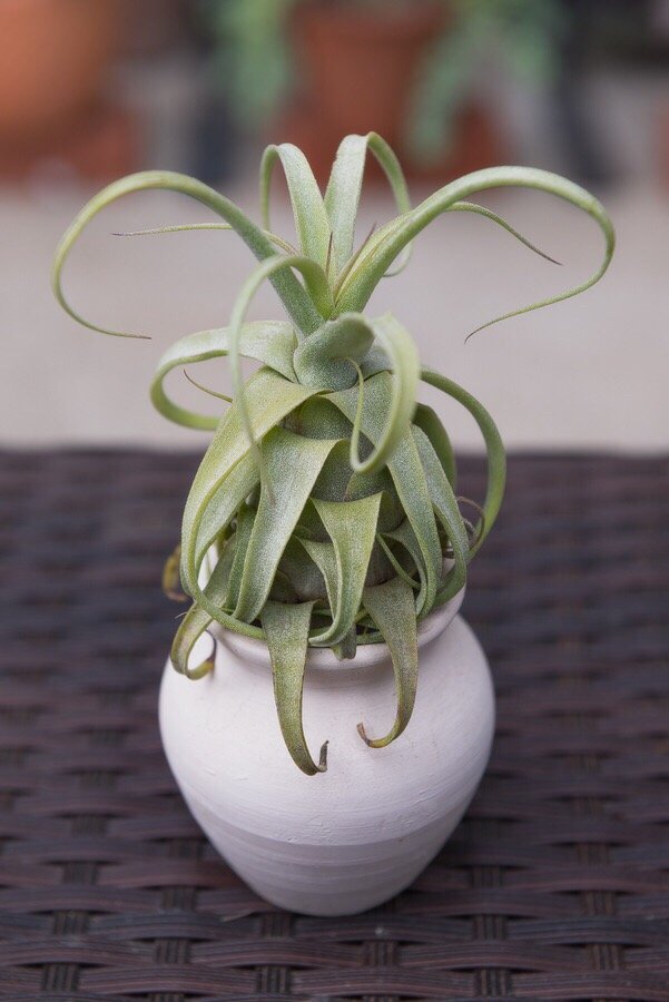 PLANTAFLOR USA - Updated December 2025 - 25 Photos - 763 Peres Ln ...