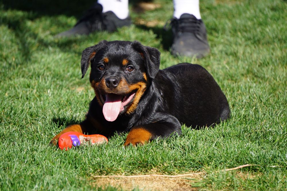 VOM AGUILAR ROTTWEILERS - Updated May 2025 - 10 Photos - 3501 Mall View ...