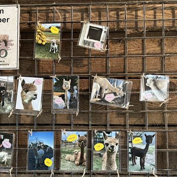 GOOD KARMA RANCH ALPACAS - Updated October 2025 - 63 Photos & 13 ...
