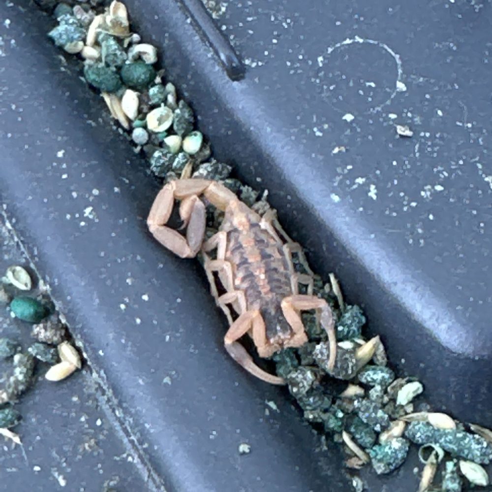 FORTERRA PEST CONTROL - Updated September 2024 - 32 Photos & 11 Reviews ...