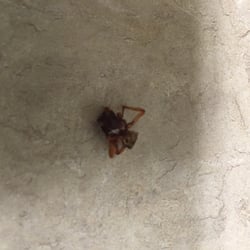 NATIONAL TERMITE & PEST CONTROL - 8504 Reading Rd, Cincinnati, OH - Yelp