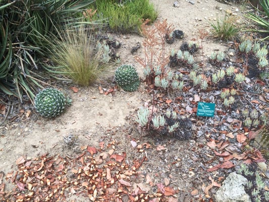 CSUN BOTANIC GARDEN - Updated August 2025 - 10 Reviews - 18111 Nordhoff ...