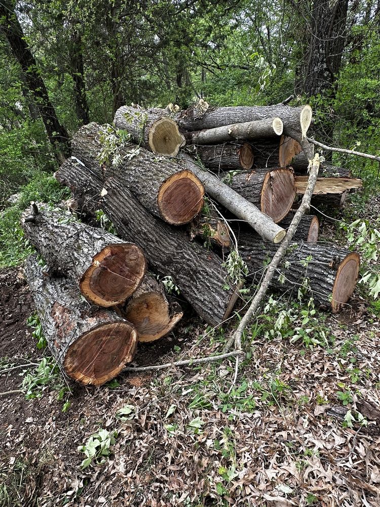 FERNANDO’S TREE SERVICE - Updated October 2025 - 29 Photos - Balch ...