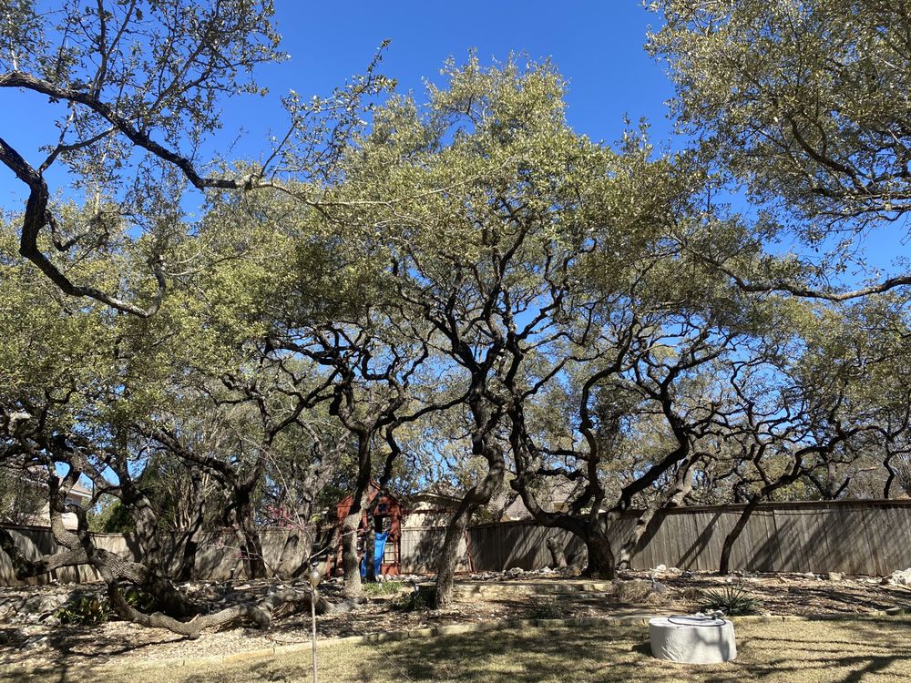 KING TREE SERVICE - Updated July 2025 - 15 Photos - San Antonio, Texas ...