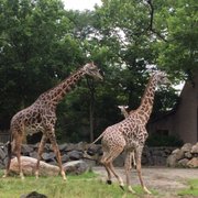 ROGER WILLIAMS PARK ZOO - 1065 Photos & 275 Reviews - 1000 Elmwood Ave ...