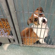 WAKE COUNTY ANIMAL CENTER - 21 Photos & 46 Reviews - 820 Beacon Lake Dr ...