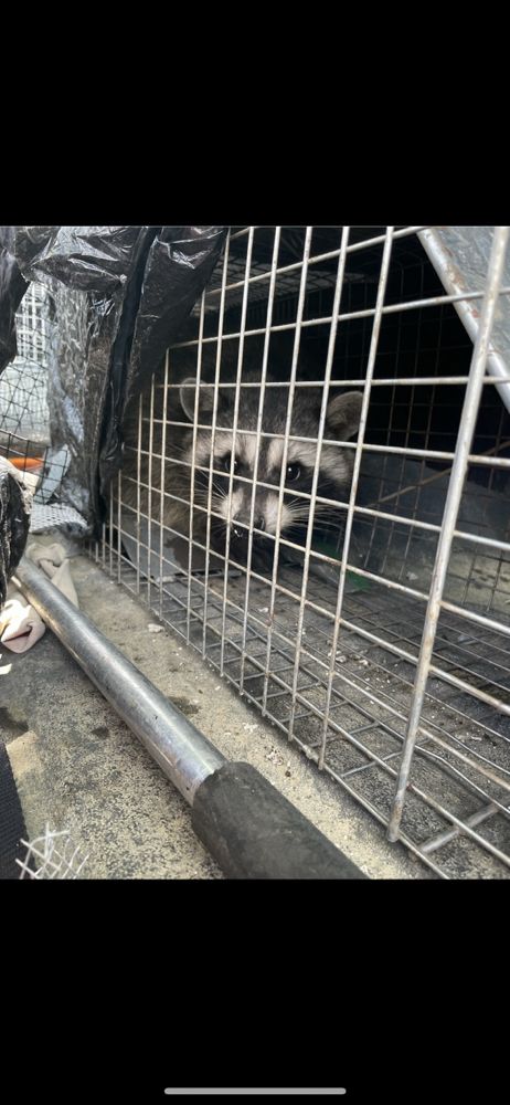 SACRAMENTO RODENT AND WILDLIFE CONTROL - Updated January 2025 - 12 ...