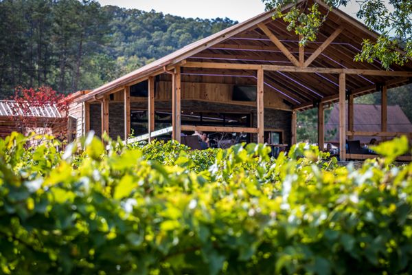 BEAR CLAW VINEYARDS - Updated December 2025 - 194 Photos & 106 Reviews ...