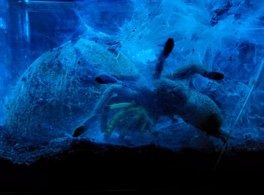 MANCHESTER PETS & AQUATICS - Updated August 2025 - 11 Photos & 12 ...