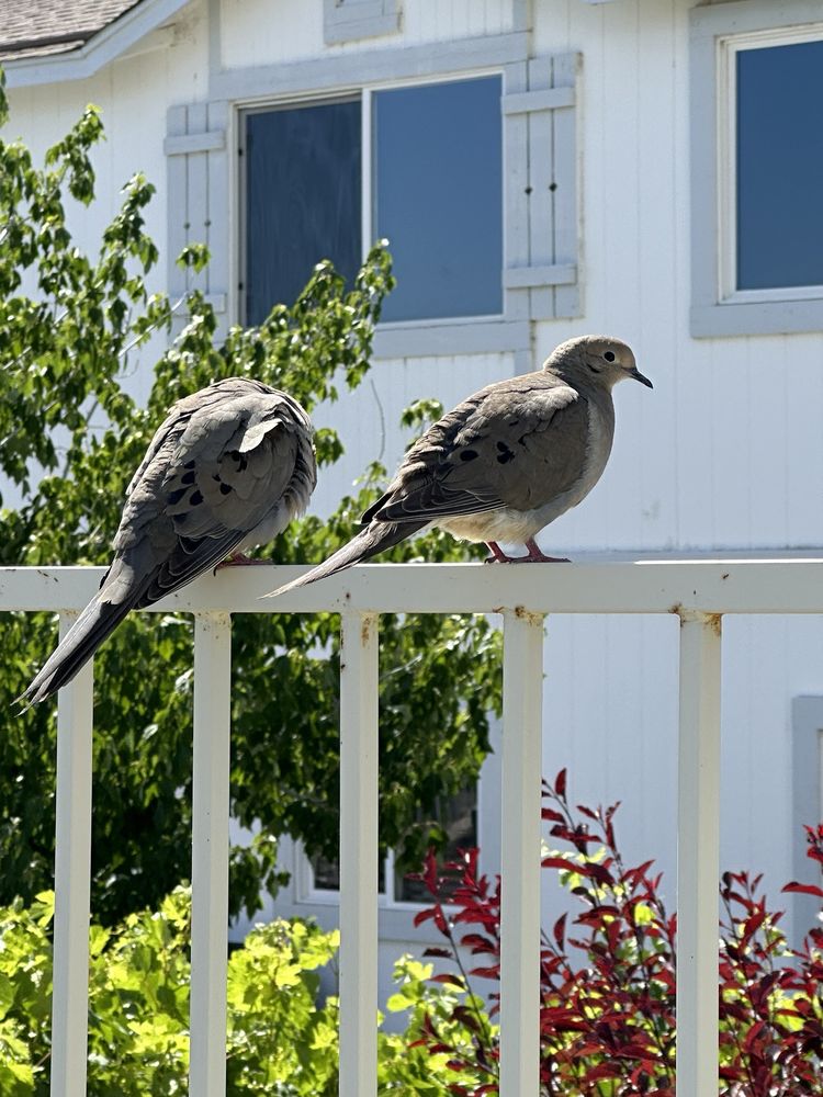 DAMONTE RANCH LIVING - Updated July 2025 - 11 Photos - 985 Damonte ...