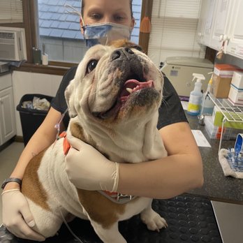 GREAT NECK VETERINARY CLINIC - Updated October 2025 - 16 Photos & 34 ...