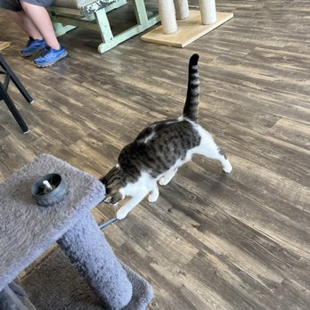 MOCHAS AND MEOWS - Updated February 2025 - 134 Photos & 76 Reviews ...