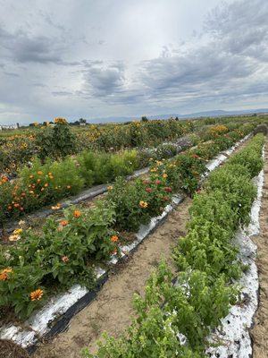 BERRY PATCH FARMS - Updated November 2025 - 47 Photos & 42 Reviews ...