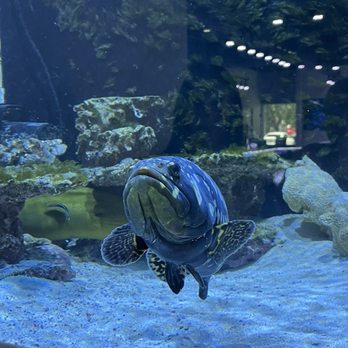 BOCA AQUARIUM - Updated August 2025 - 105 Photos & 17 Reviews - 2801 N ...