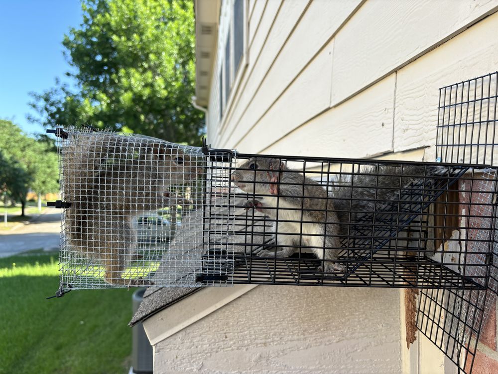 RODRIGUEZ RODENT DEFENSE - Updated August 2025 - 86 Photos & 12 Reviews ...