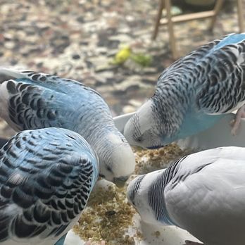 BLUE ZOO - Updated January 2026 - 149 Photos & 31 Reviews - 6401 ...