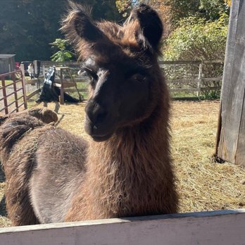 FLAMIG FARM - Updated November 2025 - 393 Photos & 73 Reviews - 7 ...