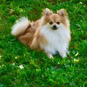 JACK’S DOG FARM - 24 Photos & 29 Reviews - 6370 Easton Rd, Pipersville ...