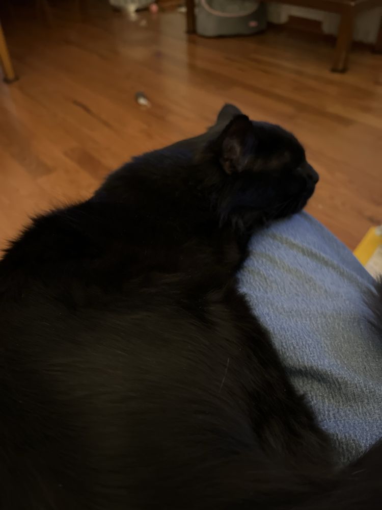 TOLEDO HUMANE SOCIETY - Updated October 2025 - 20 Photos & 14 Reviews ...