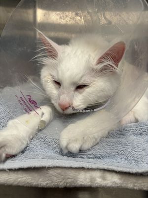 MSPCA ANGELL - Updated October 2025 - 97 Photos & 872 Reviews - 350 S ...