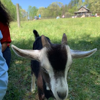 CAROMONT FARM - Updated July 2025 - 86 Photos - 9261 Old Green Mountain Rd, Esmont, Virginia ...