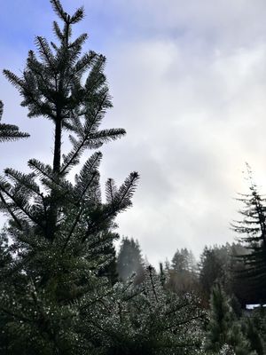 PATCHEN CALIFORNIA CHRISTMAS TREE FARMS - 63 Photos & 48 Reviews ...