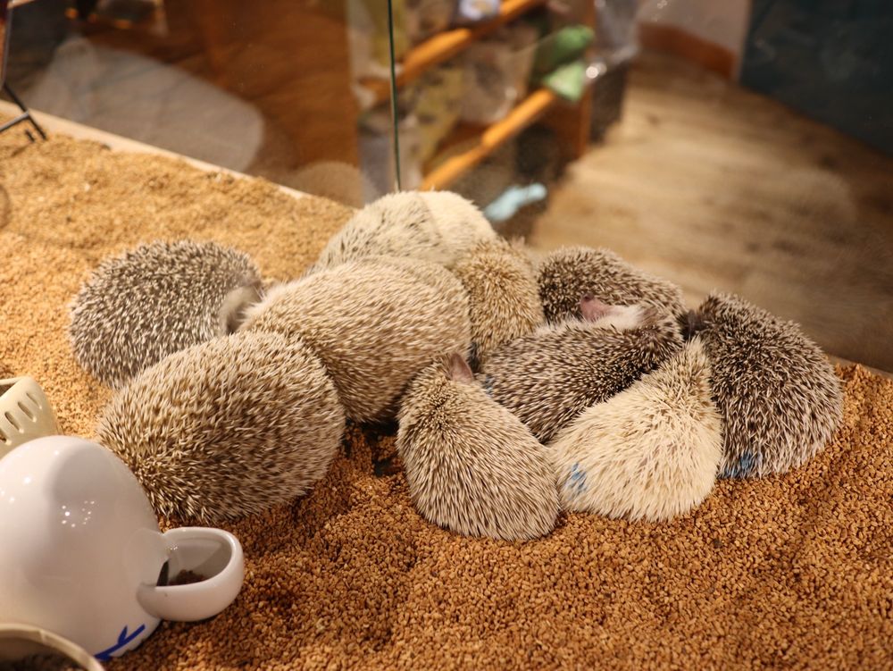 HEDGEHOG CAFE HARRY HARAJUKU - 444 Photos & 70 Reviews - 神宮前1-13-21 ...